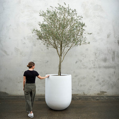 Large Pots & Planters | Australian Landscape Supplies
