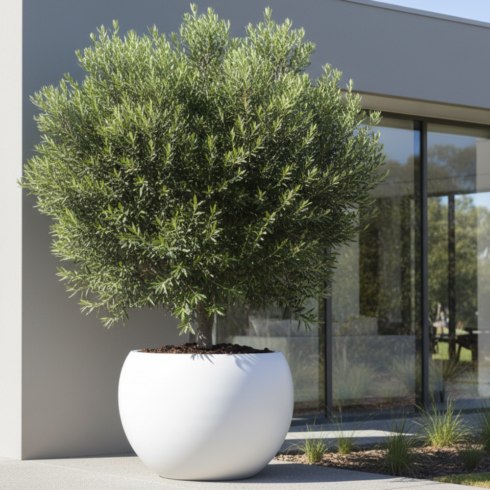 Manly Fibreglass Resin Garden Planter Pot – Australian Landscape Supplies
