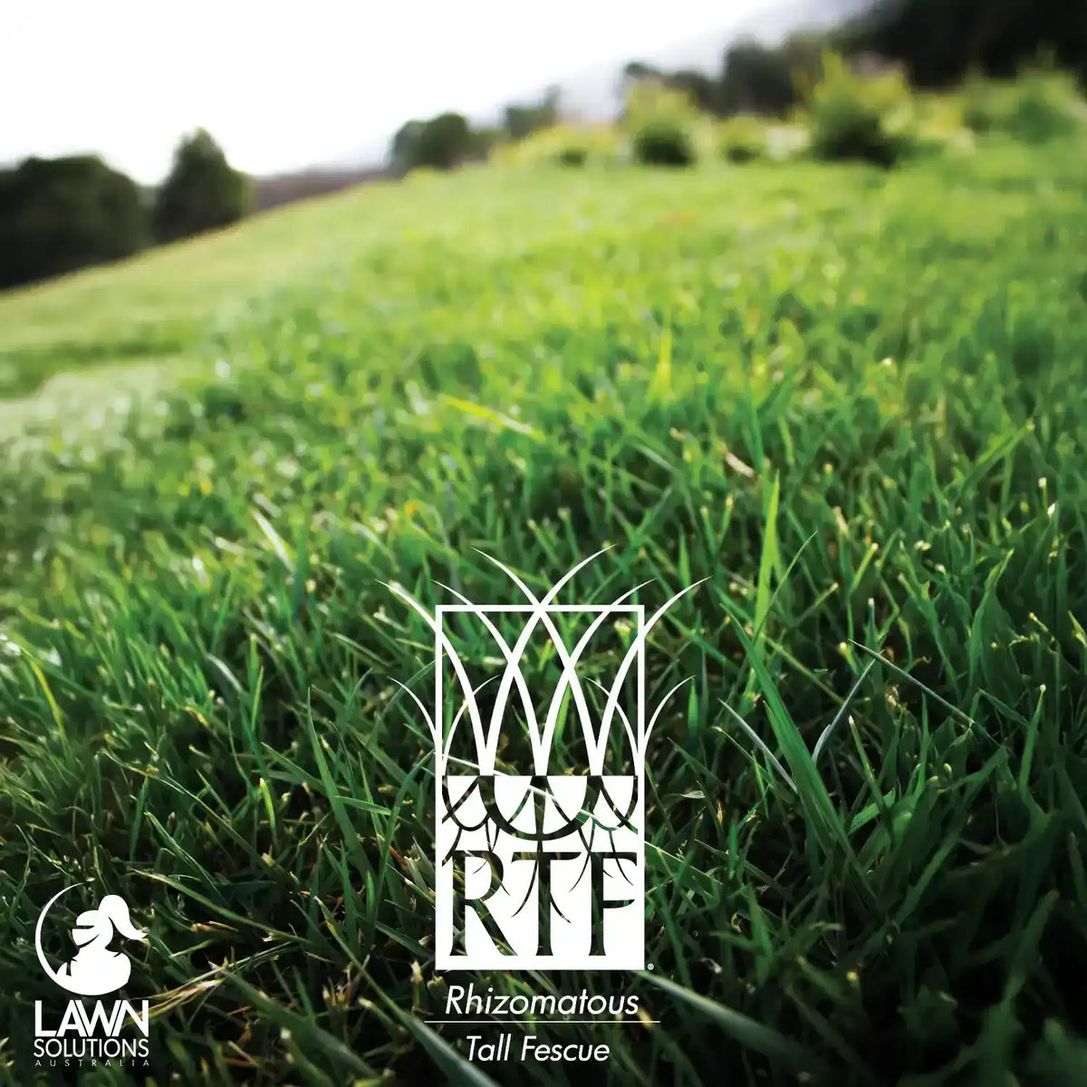 RTF Fescue Grass | Medium Leaf Turf | Australian Landscape Supplies