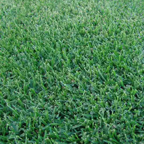 Sapphire - Buffalo Grass | Soft Leaf Turf | Australian Landscape Supplies